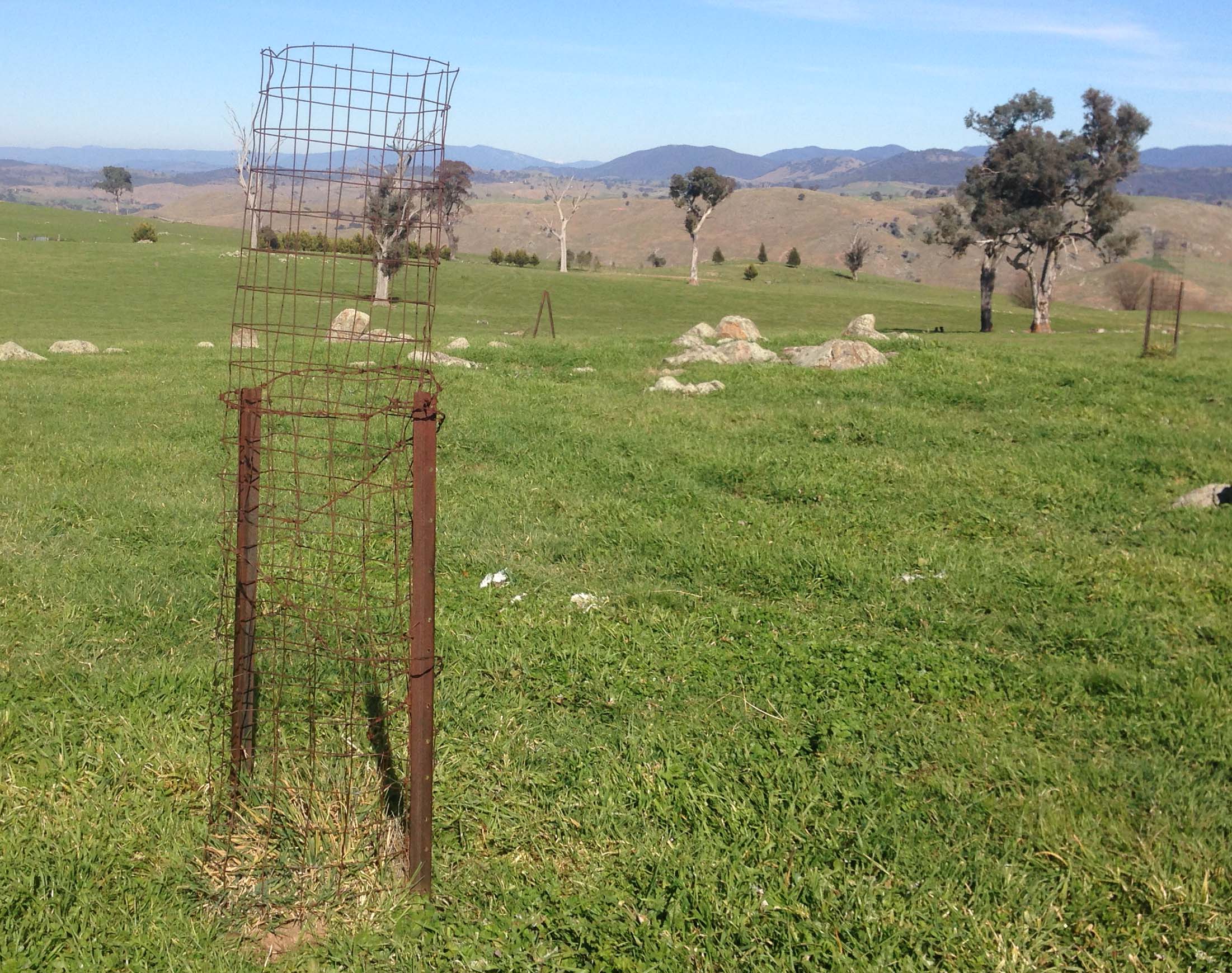 WHERE DO ALL THE OLD TREE GUARDS GO? – One Bend In The River