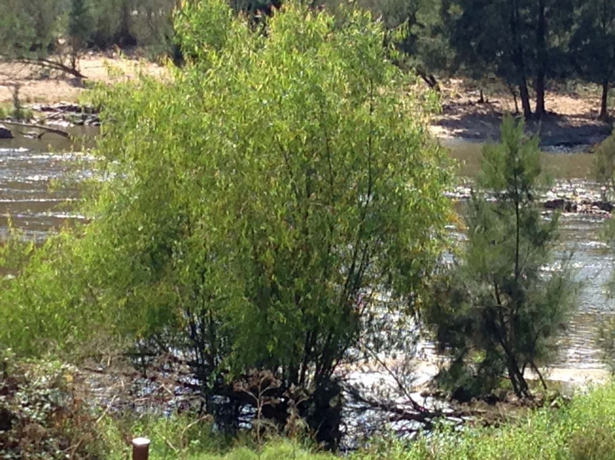 MAKING WILLOWS WEEP – One Bend In The River