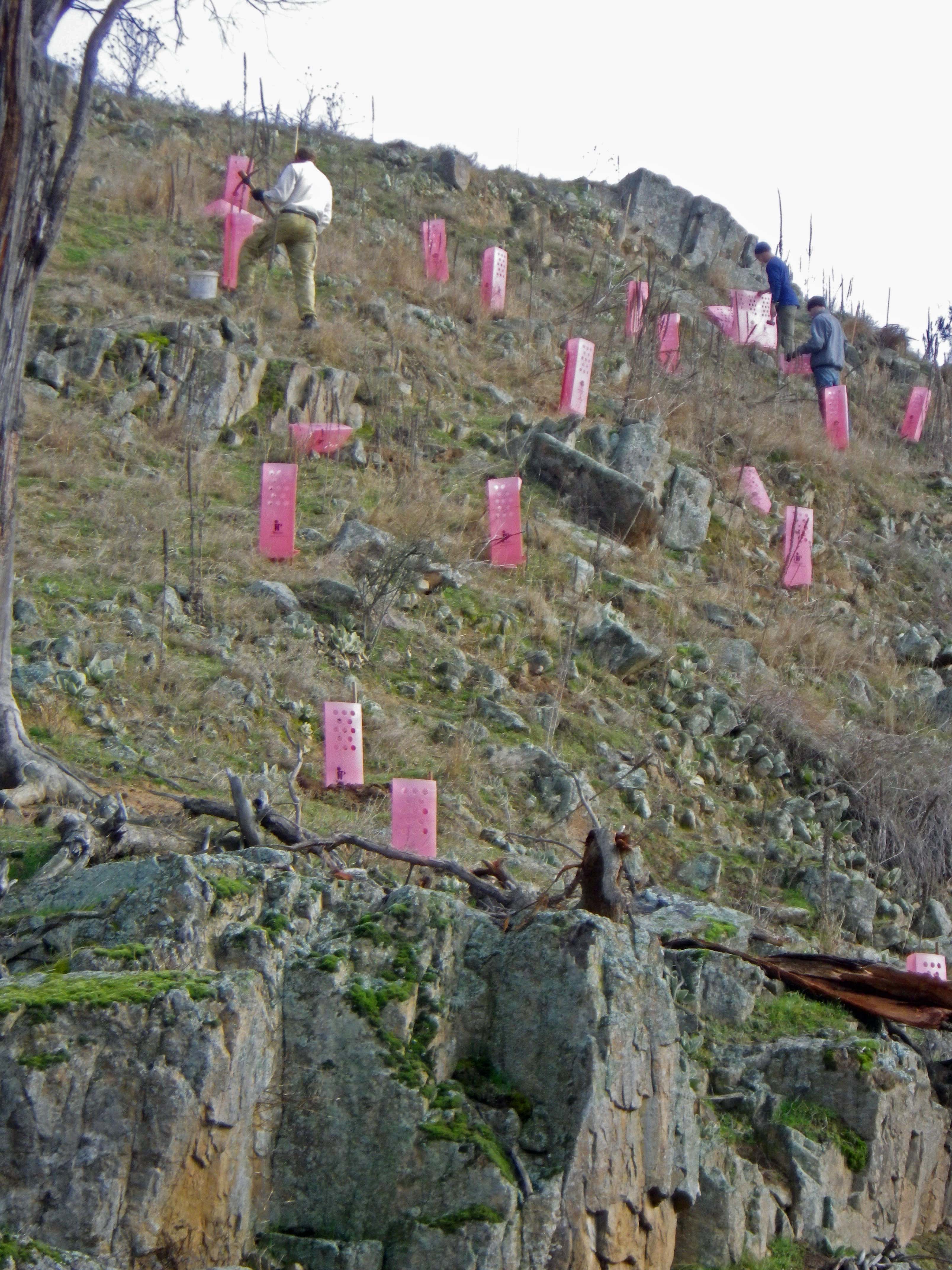 WHERE DO ALL THE OLD TREE GUARDS GO? – One Bend In The River