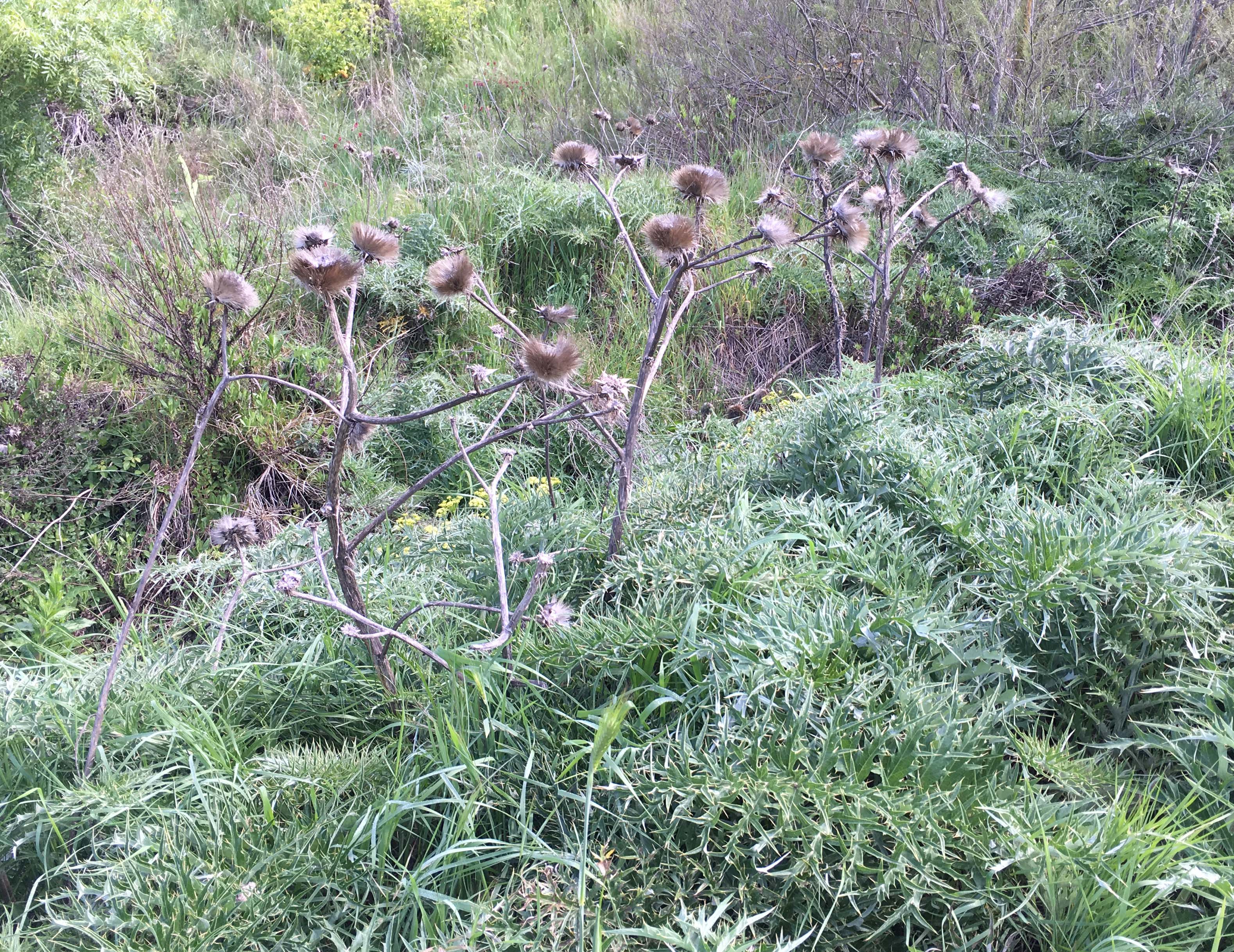 Sicily thistle patch – One Bend In The River