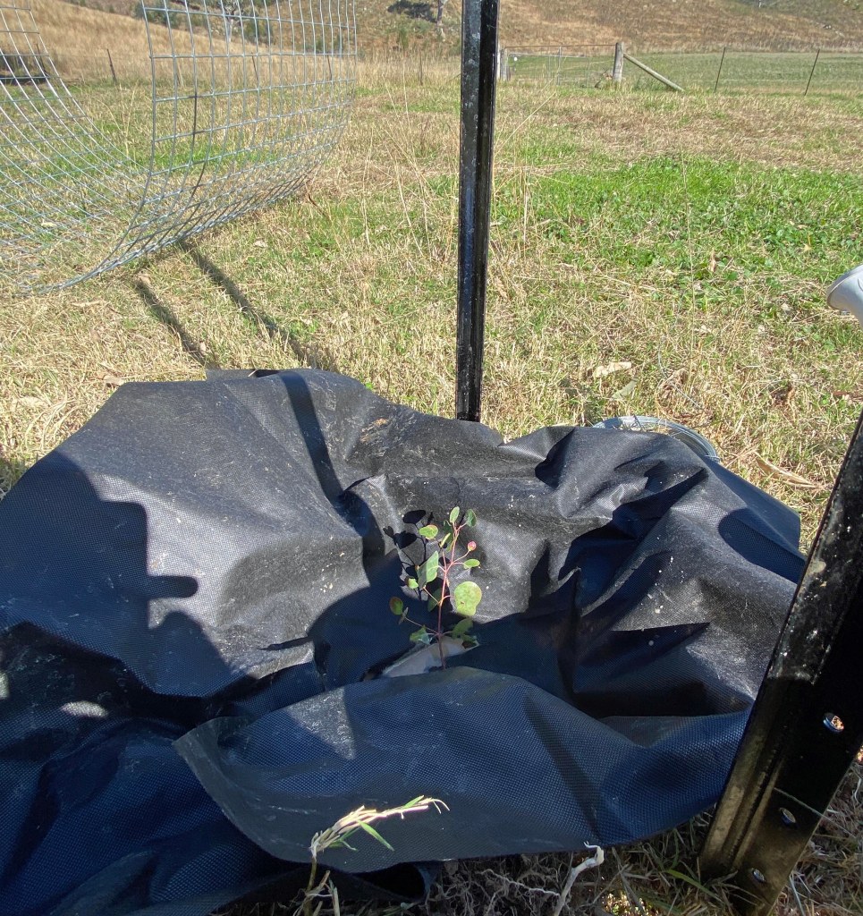 PADDOCK TREES – One Bend In The River