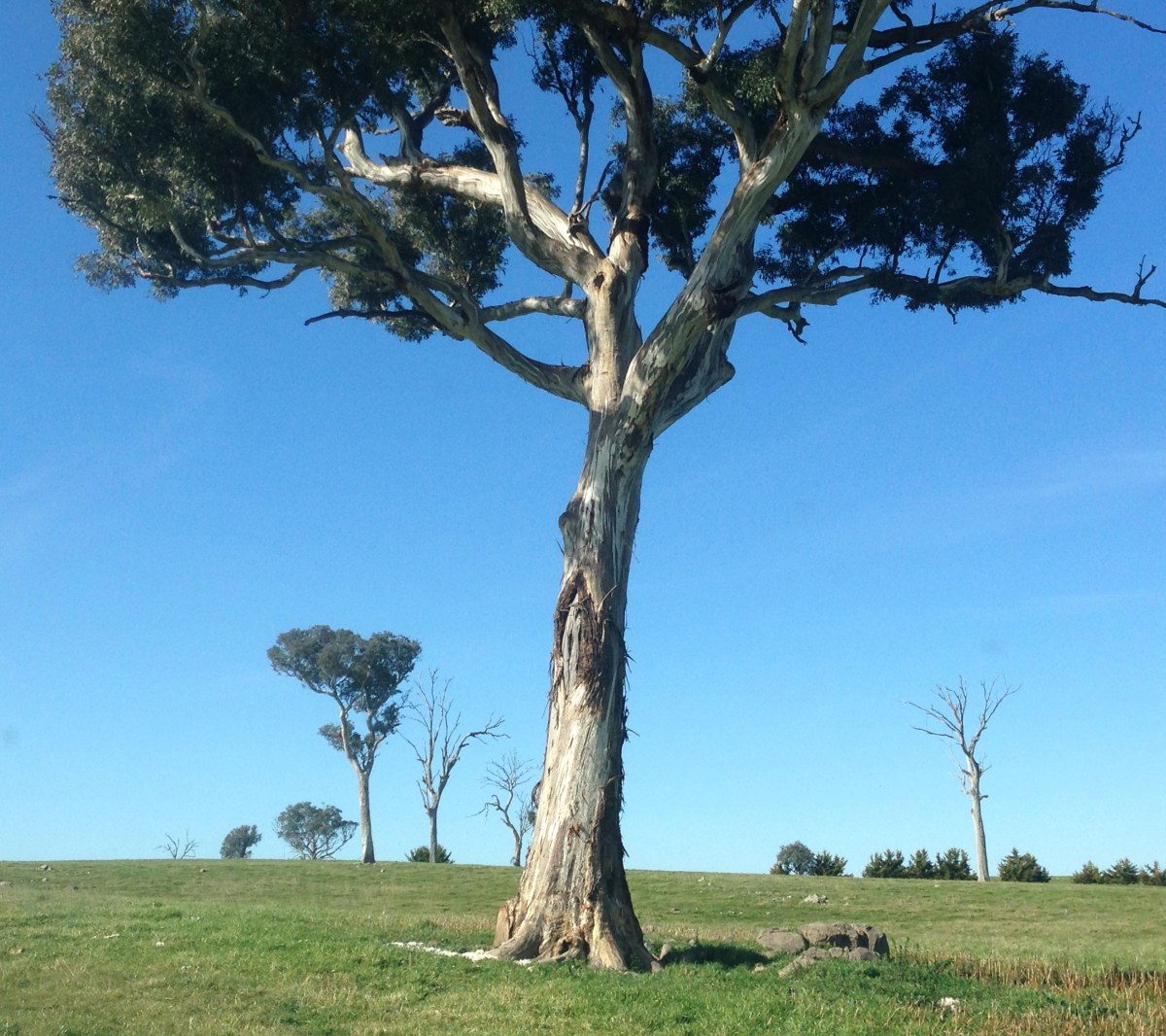 PADDOCK TREES – One Bend In The River